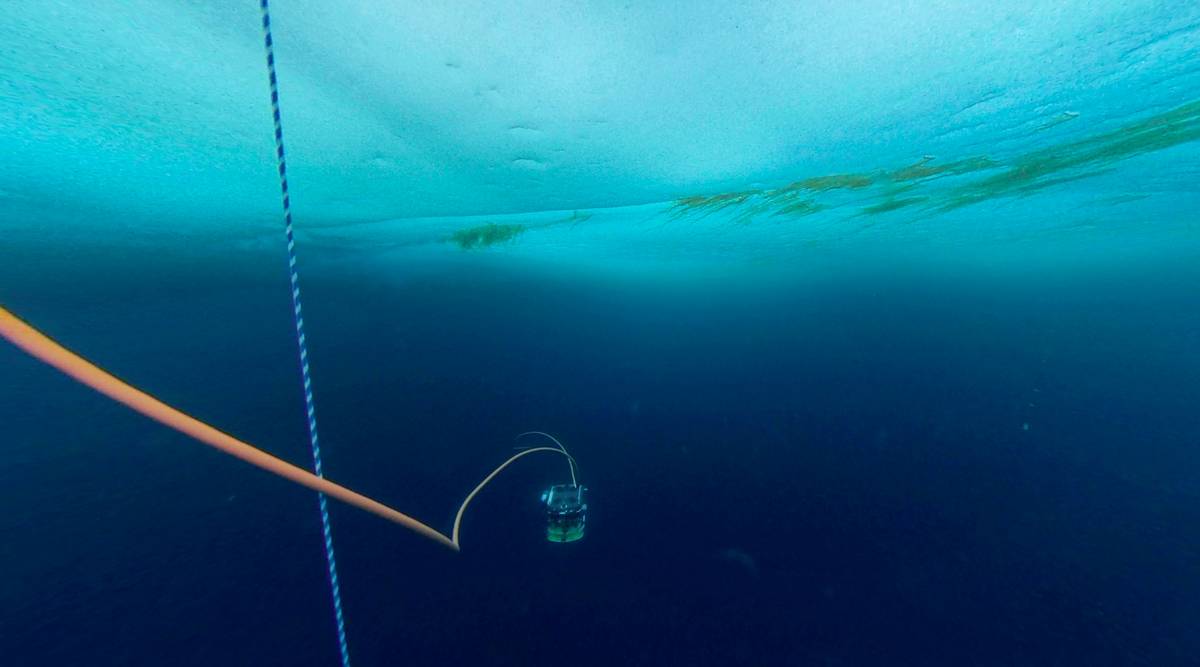 Connected ocean | Arctic ice algae heavily contaminated with ...