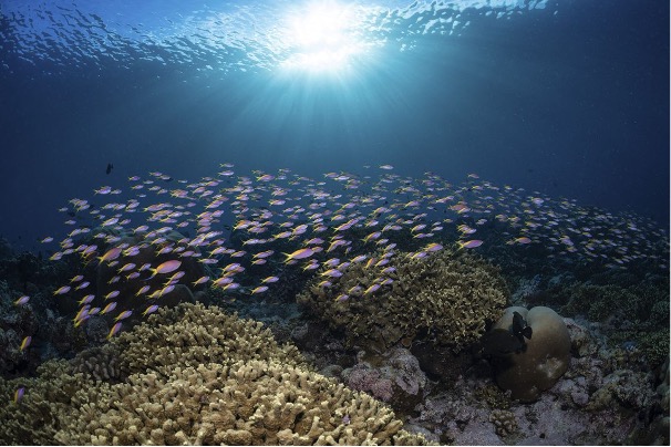 Connected ocean | A new census of marine life - Connected ocean