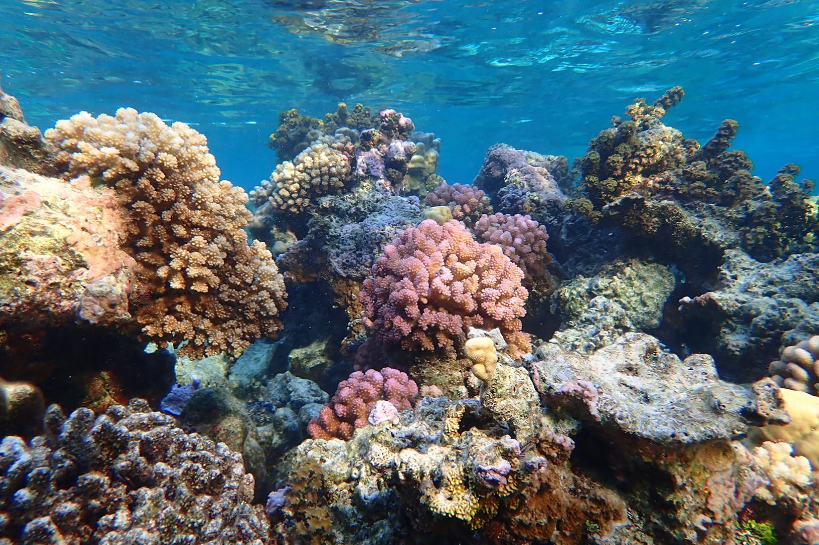 Connected ocean | Coral health may depend on fish droppings - Connected ...