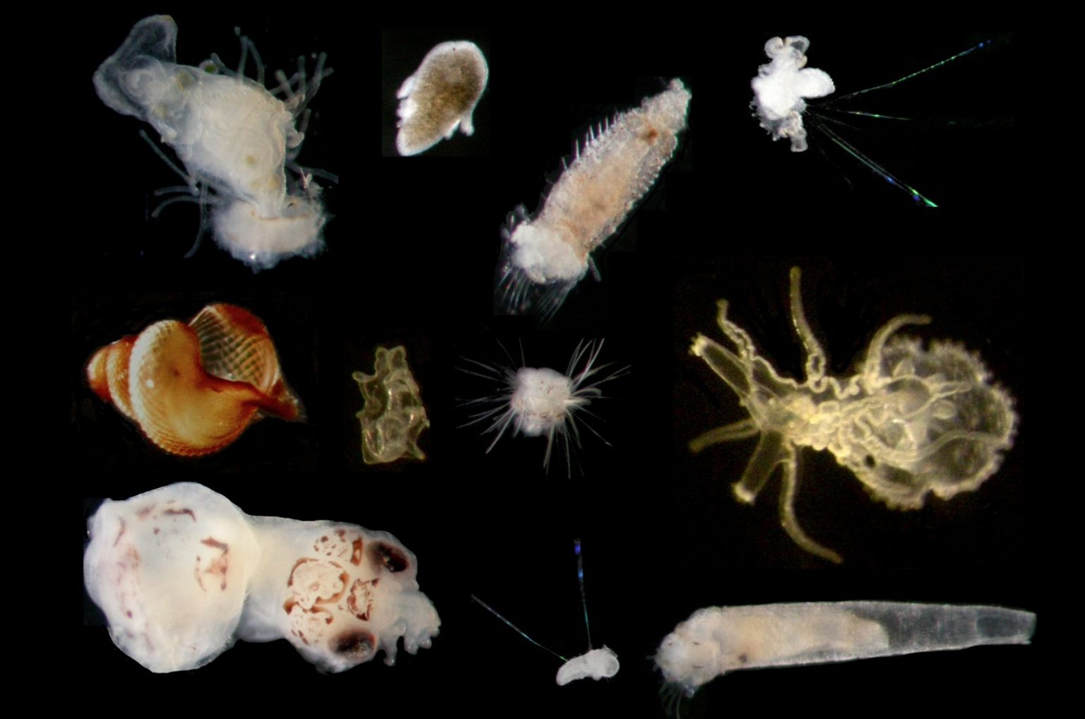 Connected ocean | Sakina-Dorothée Ayata : « plankton helps us fight ...