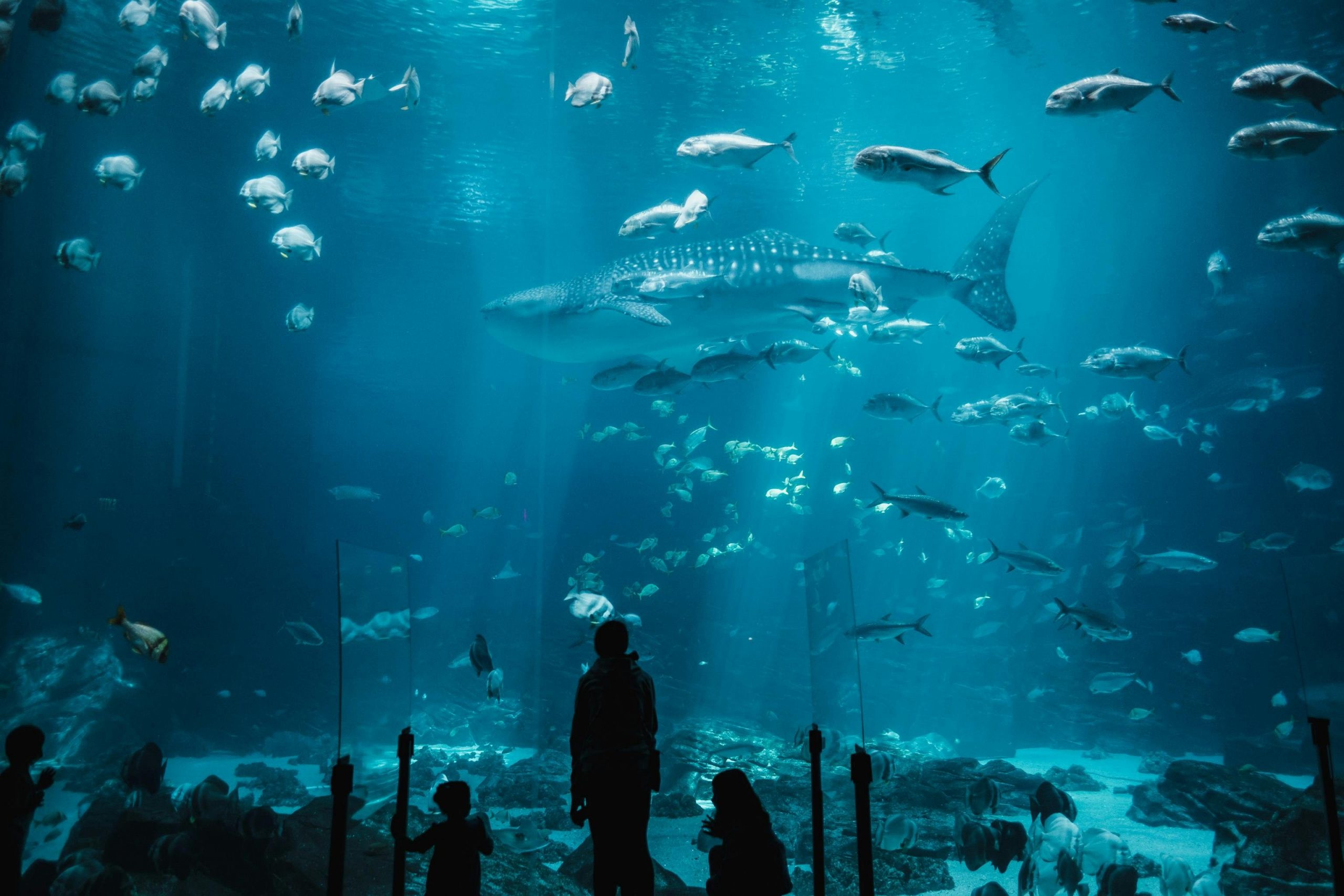 Connected ocean | Diving into children's marine imaginations: an ...